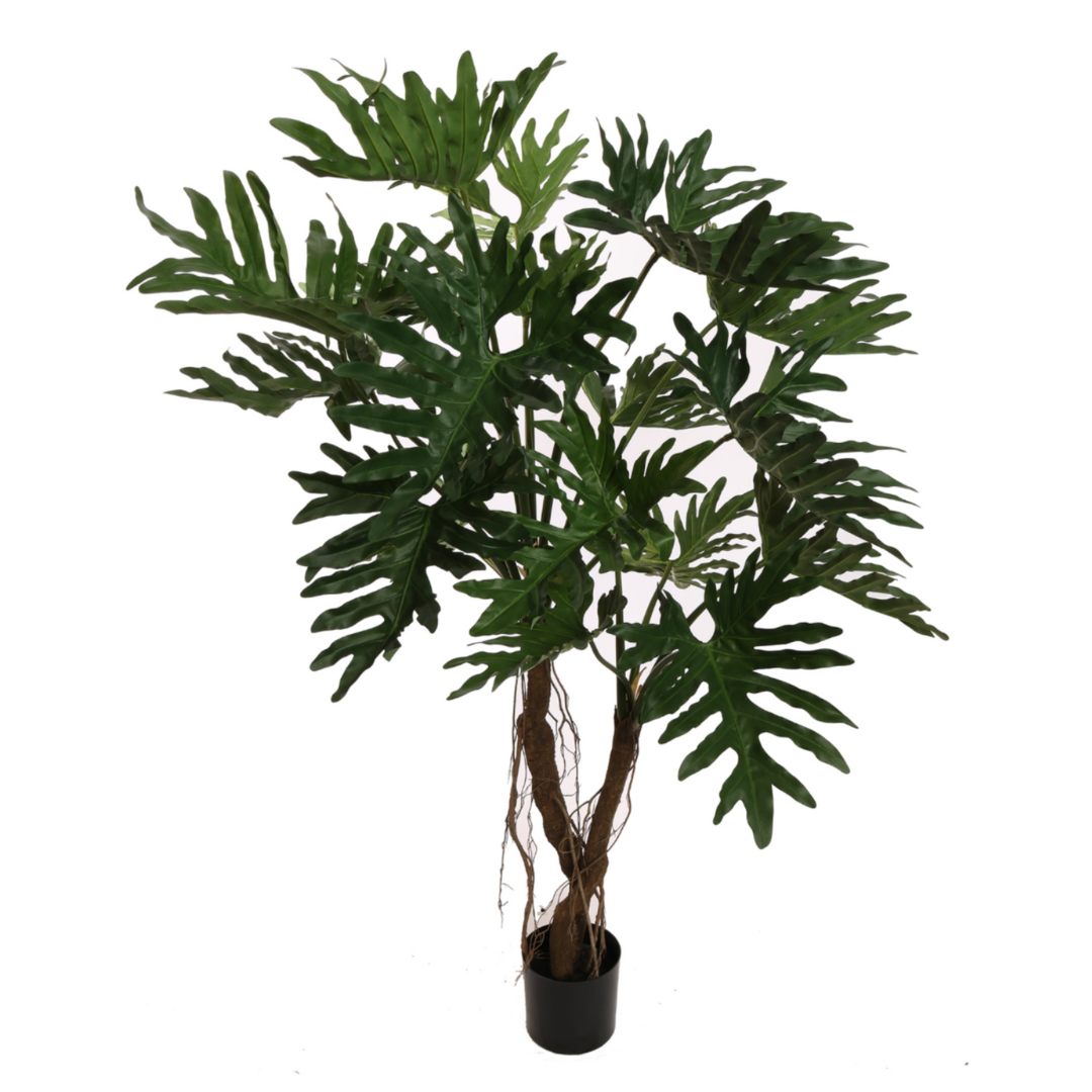 Philodendron Selloum Tree - Furnitale